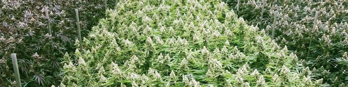 LED Grow Lights by Fohse will Increase Yields and More!